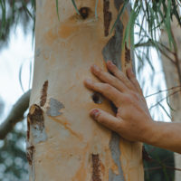 FLORAMA - Bienvenue sur le site officiel de notre pépinière