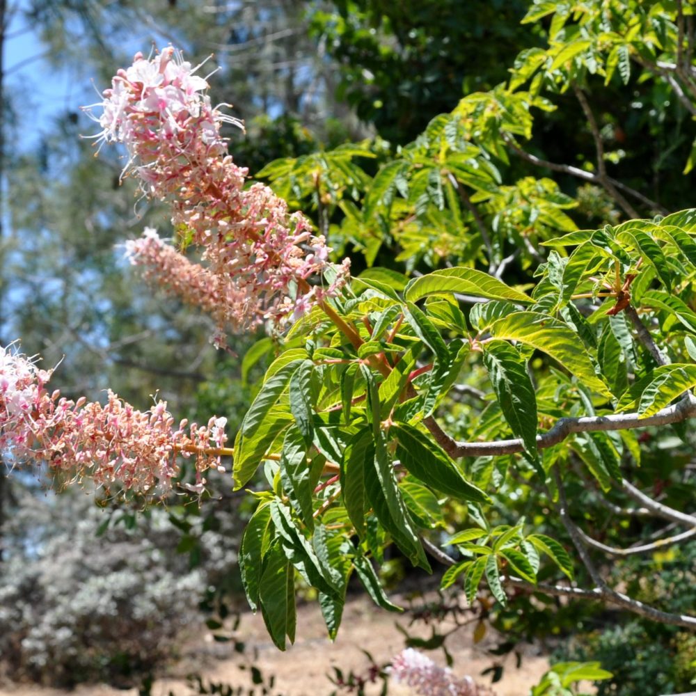 Aesculus sylvatica - Marronnier nain jaune - Florama
