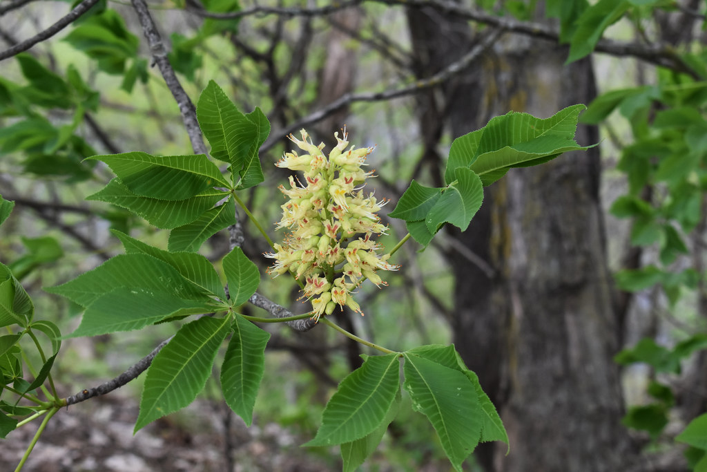 Aesculus glabra - Marronnier de l'Ohio - Florama