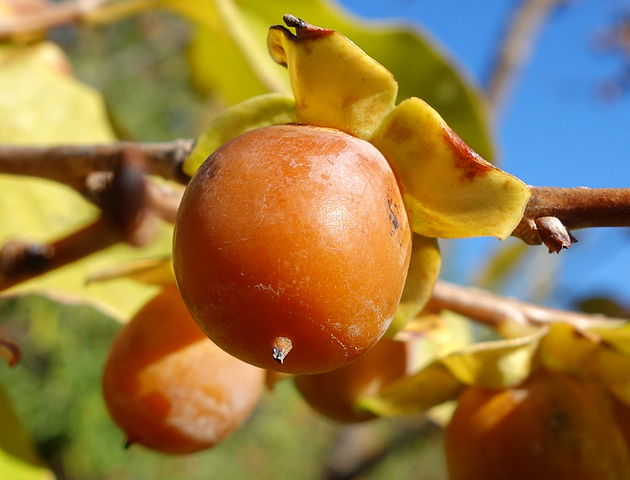 Diospyros lotus - Kaki du Caucase - Florama