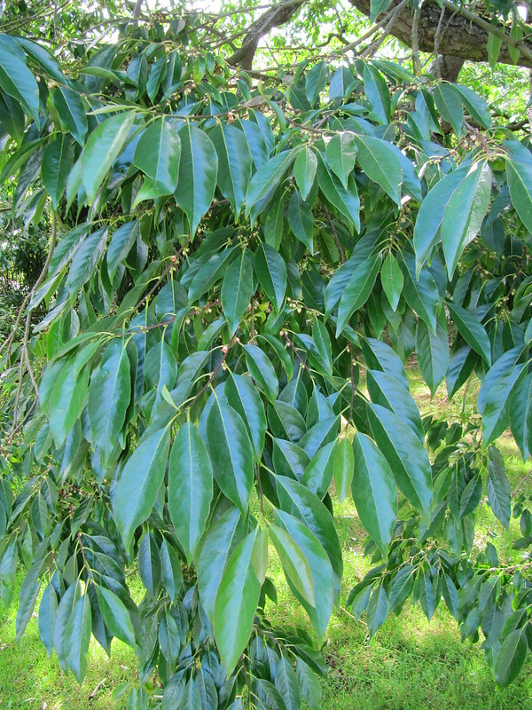 Diospyros lotus - Kaki du Caucase - Florama