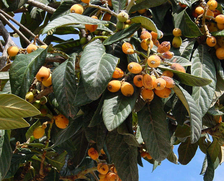 Eriobotrya japonica - Néflier du Japon - Florama