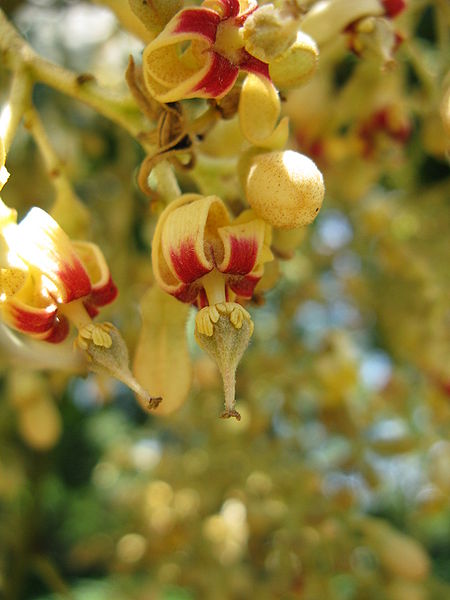Firmiana simplex - Arbre parasol de Chine - Florama