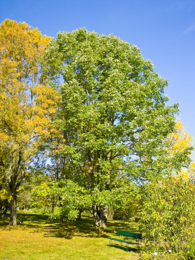 Fraxinus americana - Frêne blanc d’Amérique - Florama