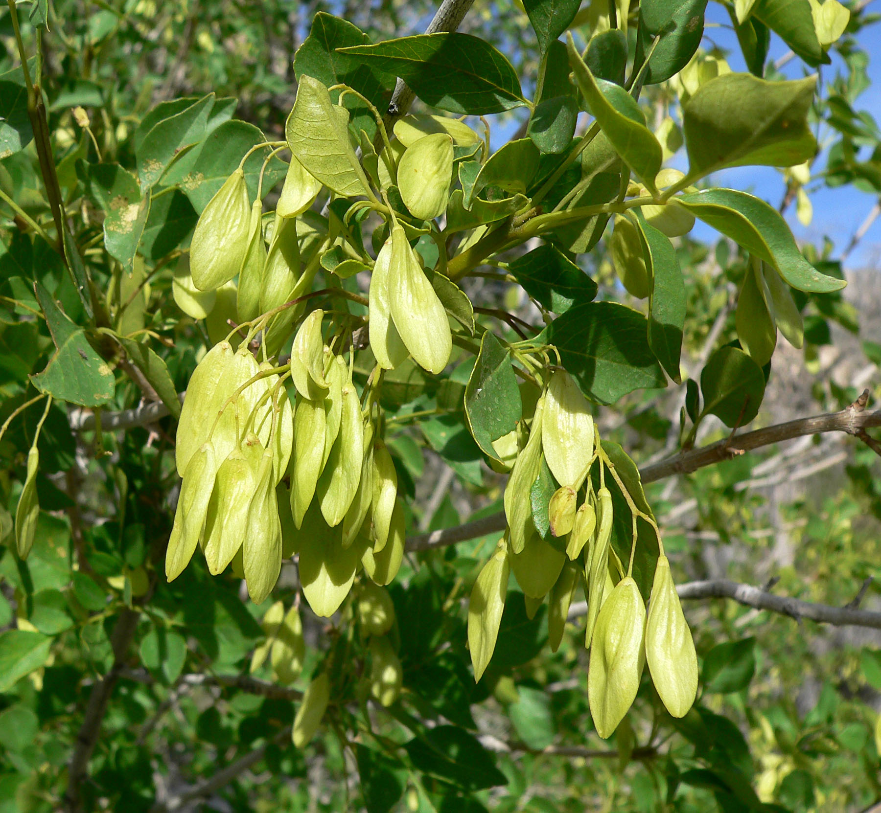 Fraxinus anomala - Frêne de l'Utah - Florama