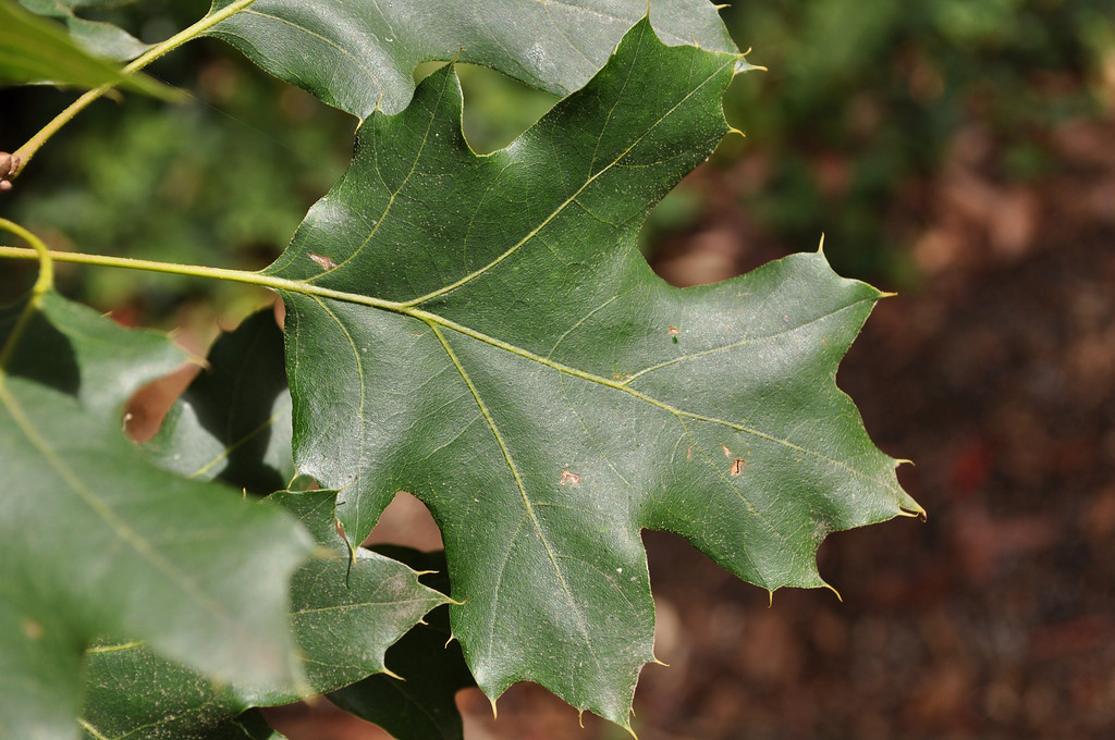 Quercus acerifolia - Chêne à feuilles d’érable - Florama