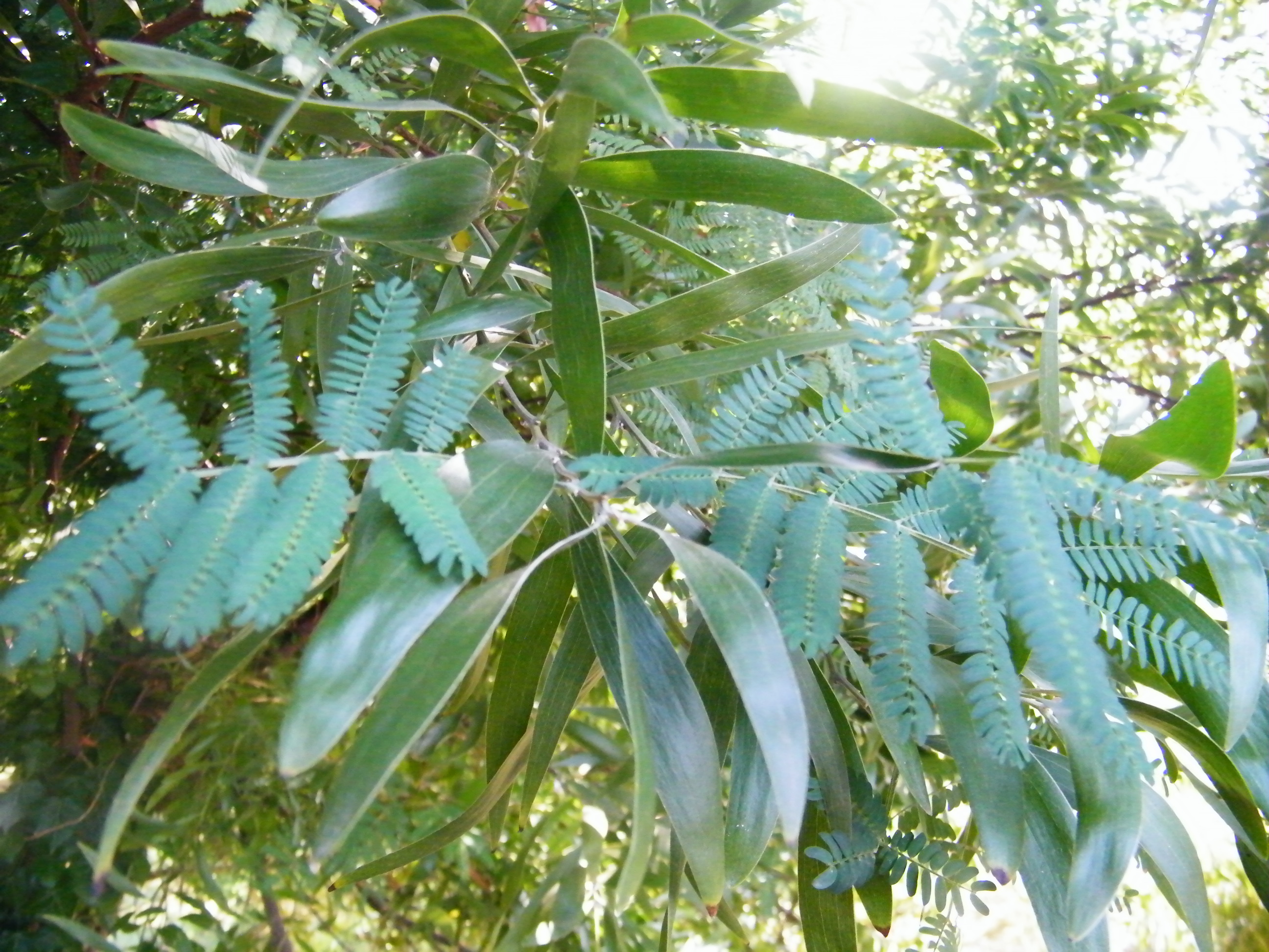 Acacia melanoxylon - Mimosa au bois noir - Florama