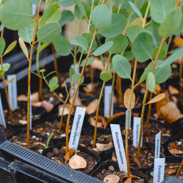 Presse - Mars 2020 MON JARDIN MA MAISON - Florama