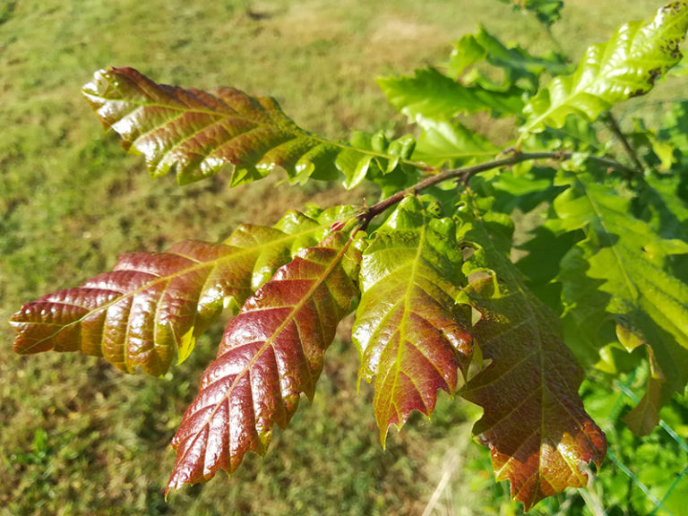 Quercus castaneifolia – Chêne d'Iran - Florama