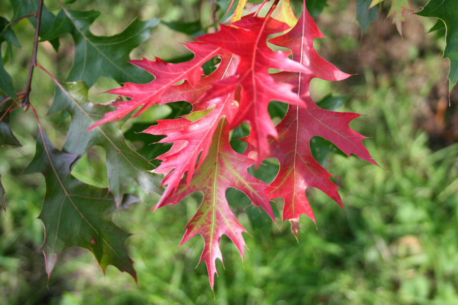 Quercus coccinea - Chêne écarlate - Florama