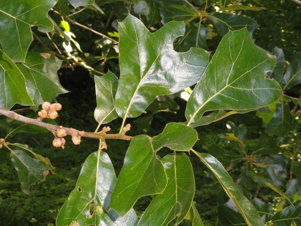 Quercus marilandica - Chêne du Maryland - Florama
