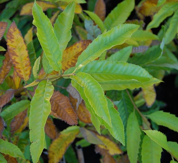 Quercus variabilis - Chêne liège de Chine - Florama