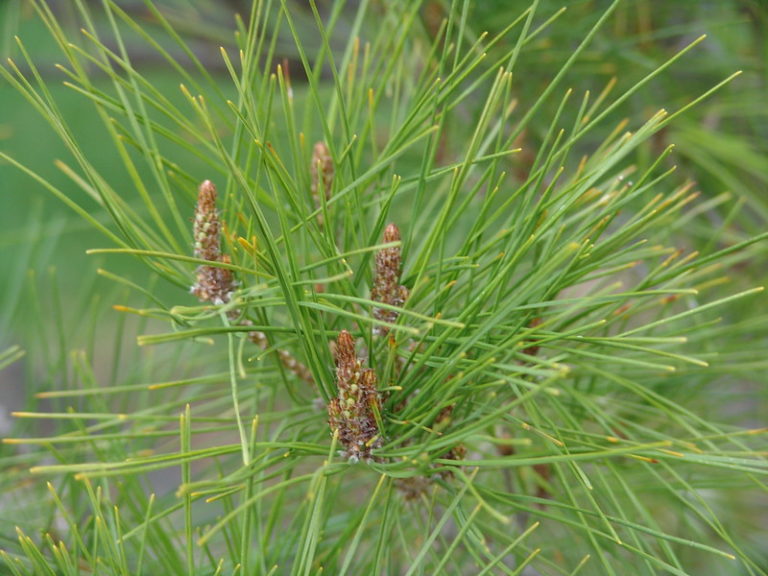 Pinus densiflora - Pin rouge du Japon - Florama
