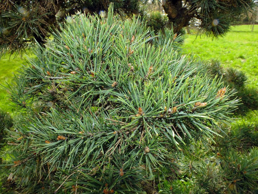 Pinus densiflora - Pin rouge du Japon - Florama