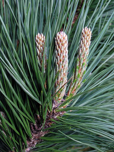 Pinus radiata - Pin de Monterey - Florama