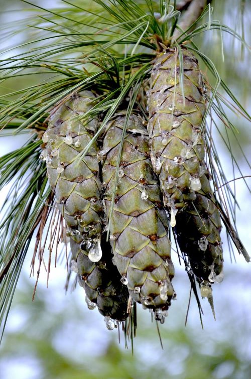 Pinus wallichiana - Pin pleureur de l'Himalaya - Florama