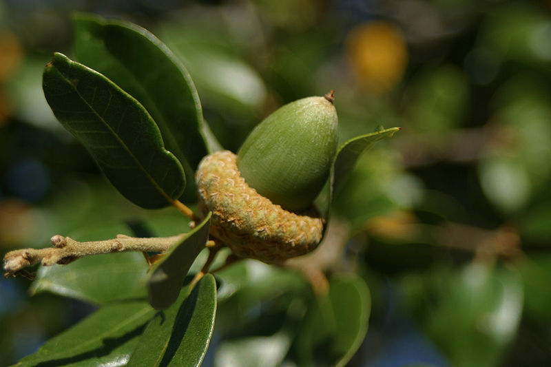 Quercus chrysolepis - Chêne des Canyons - Florama