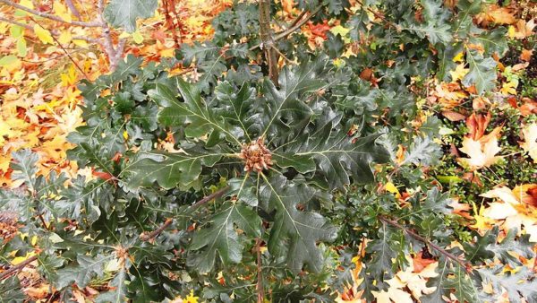 Quercus garryana - Chêne blanc de l'Oregon - Florama