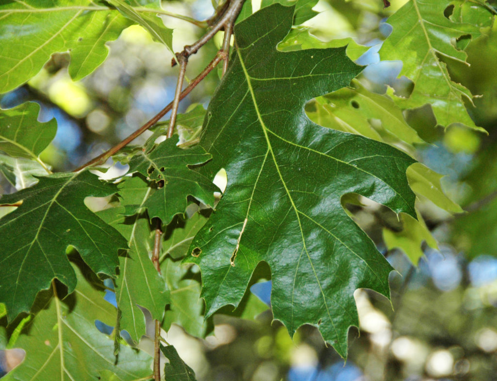 Quercus kelloggii - Chêne noir de Californie - Florama