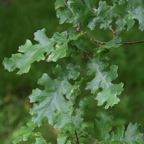 Quercus oblongifolia - Chêne bleu du Mexique - Florama