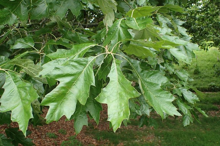 Quercus pagoda - Chêne à écorce de cerisier - Florama
