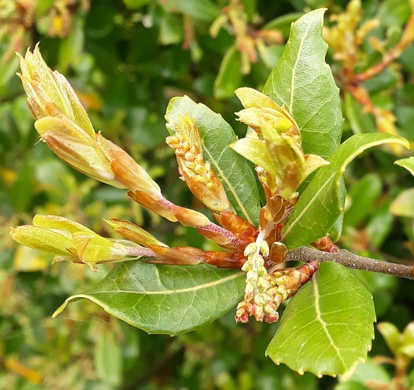 Quercus phillyreoides - Chêne cuivré du Japon - Florama