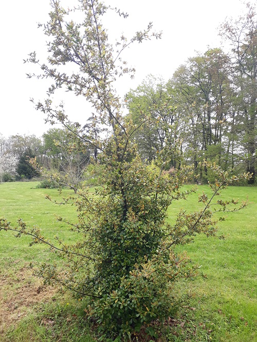 Quercus phillyreoides - Chêne cuivré du Japon - Florama