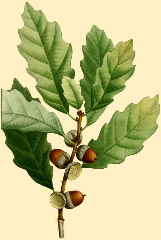 Quercus prinoides - Chêne Chinkapin nain - Florama