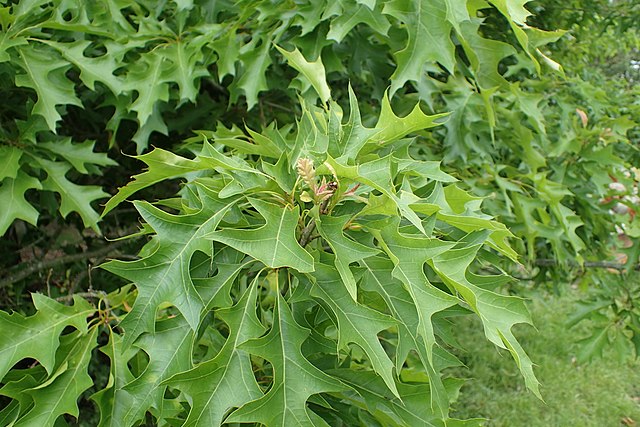 Quercus texana - Chêne du Texas - Florama