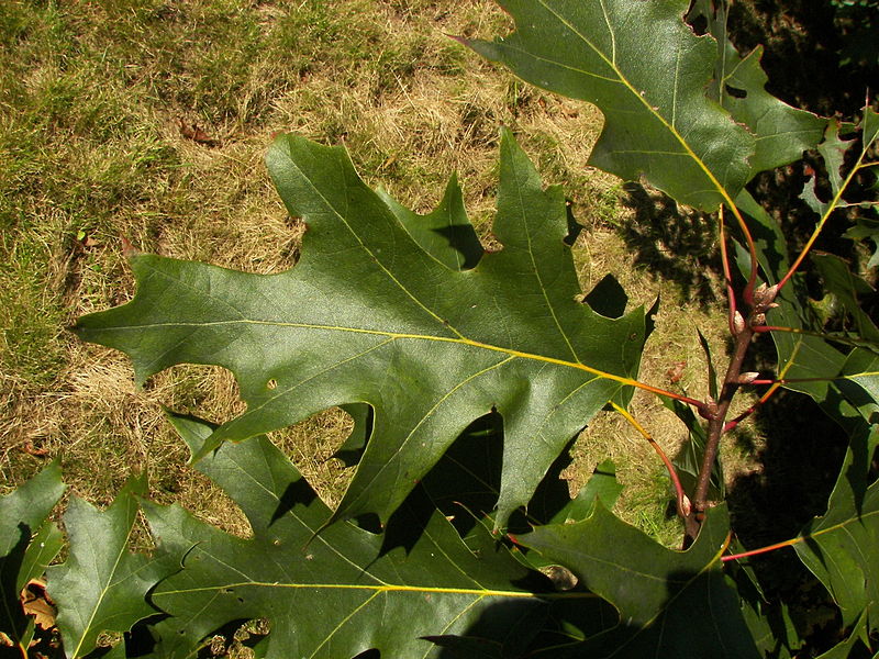 Quercus velutina - Chêne des teinturiers - Florama
