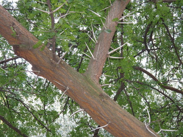 Acacia karroo - Mimosa odorant - Florama