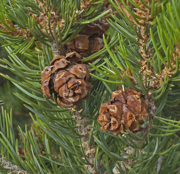 Pinus edulis - Pin du Nouveau Mexique - Florama