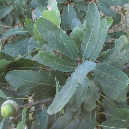 Nos arbres - Florama | Vente en ligne de jeunes plants d'arbres