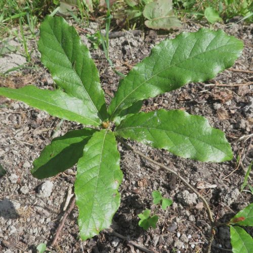 Nos arbres - Florama | Vente en ligne de jeunes plants d'arbres