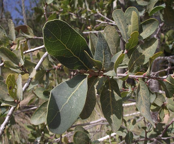 Quercus engelmannii - Chêne de Pasadena - Florama
