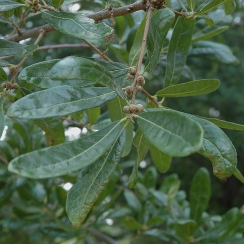 Nos arbres - Florama | Vente en ligne de jeunes plants d'arbres